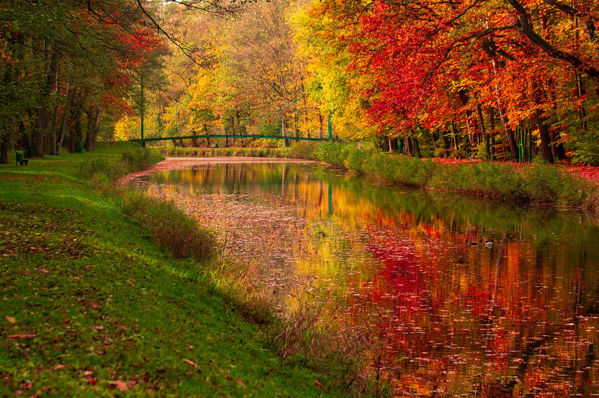 Happy Thanksgiving, Medium!. I just want to wish every writer on… | by Donte-Highwater | Things ...