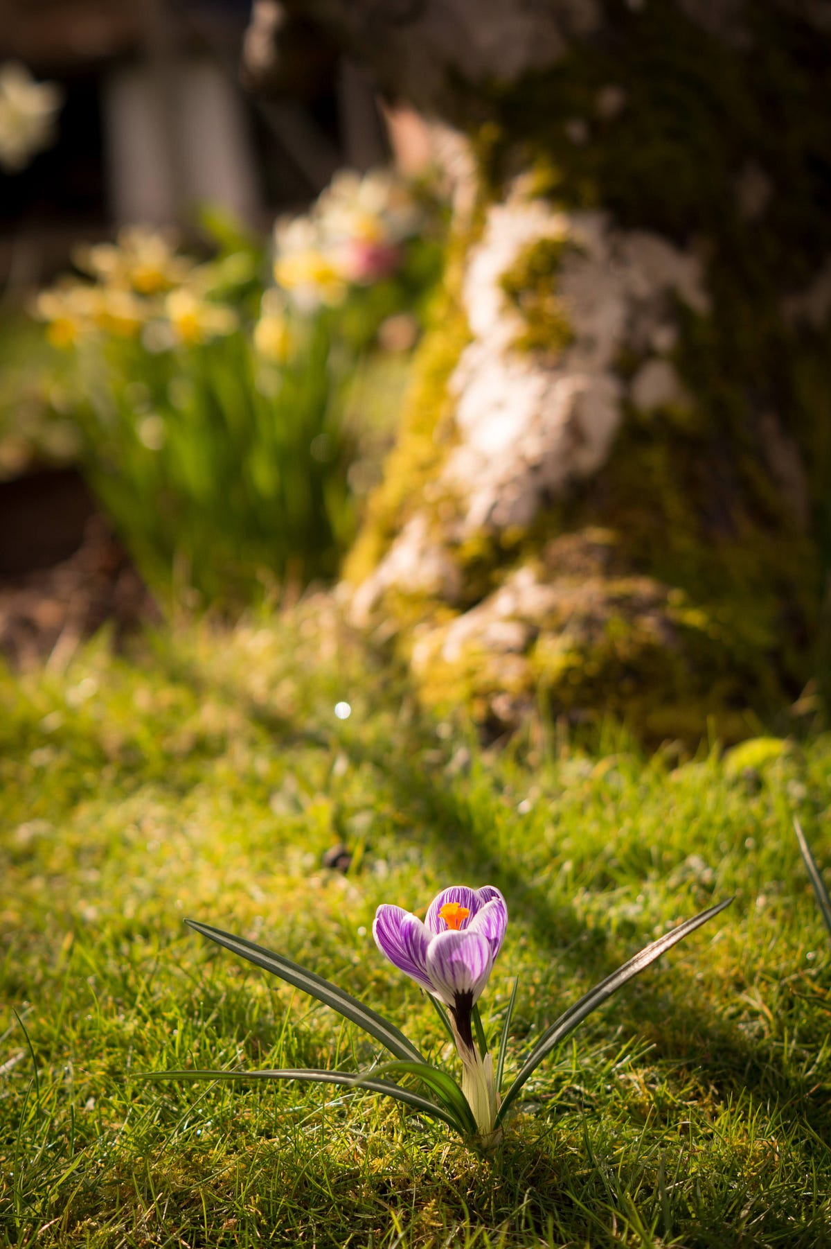 Spring’s Votive Offerings. A poem to the flowers and my love | by Conor ...