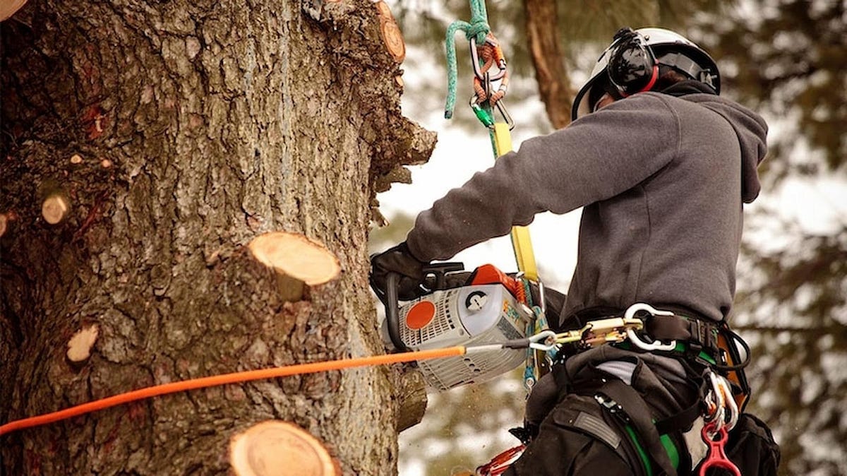 Efficient Tree Trunk Solutions: CT’s Premier Service | by Tennett Tree | May, 2024 | Medium