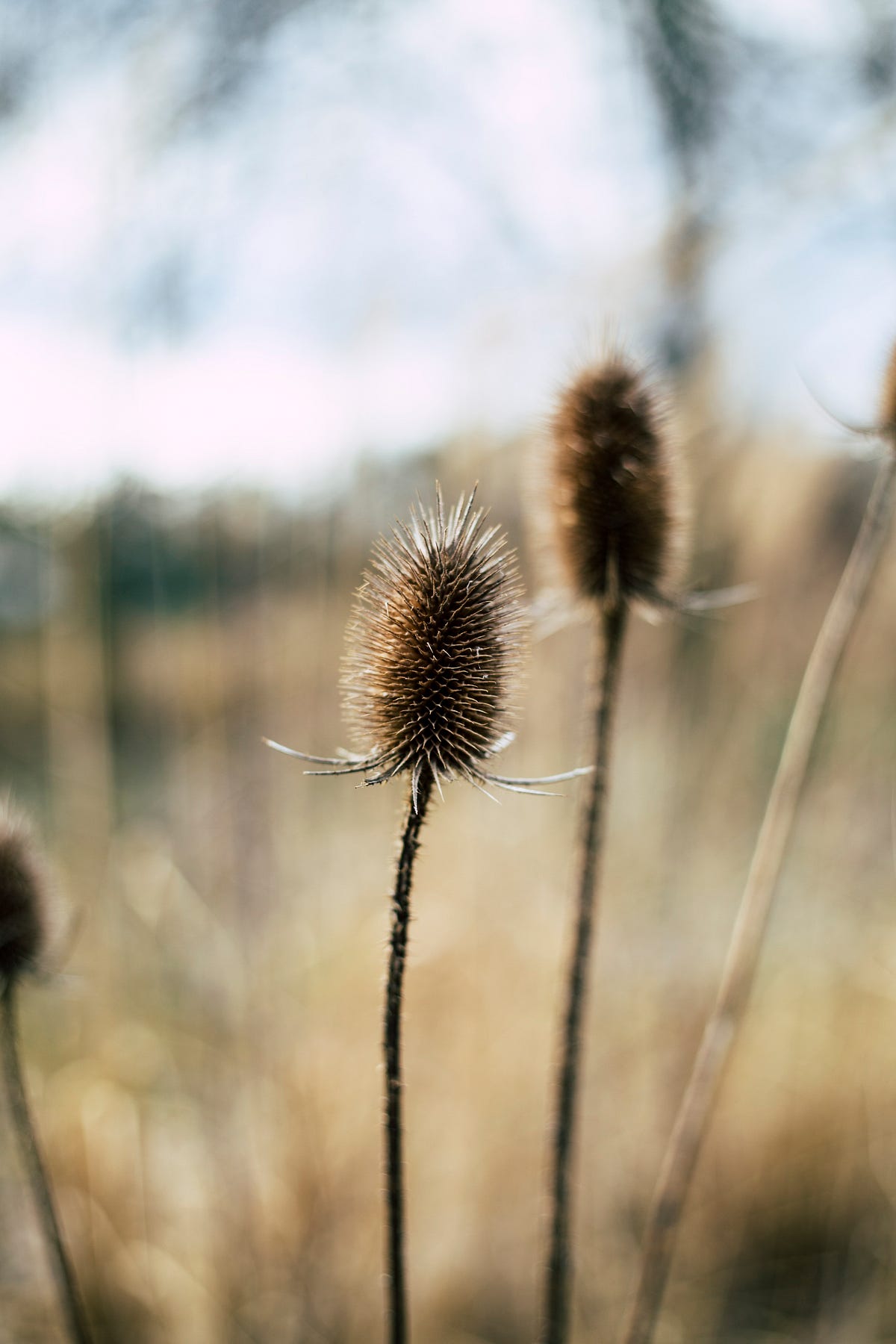 Spellbound. Poetry | by Connie Song | Scribe | Medium