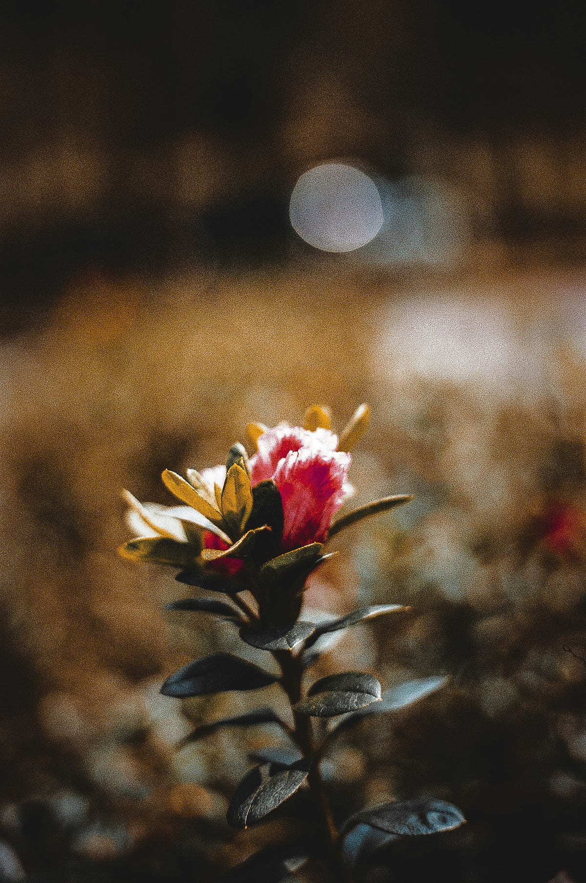 Moonlit Night - The Lark Publication - Medium