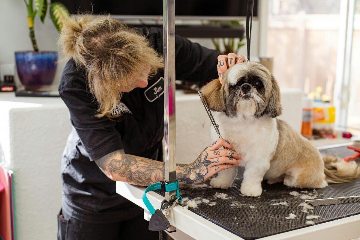 What are the Key Steps Involved in a Basic Pet Grooming Routine at Home ...