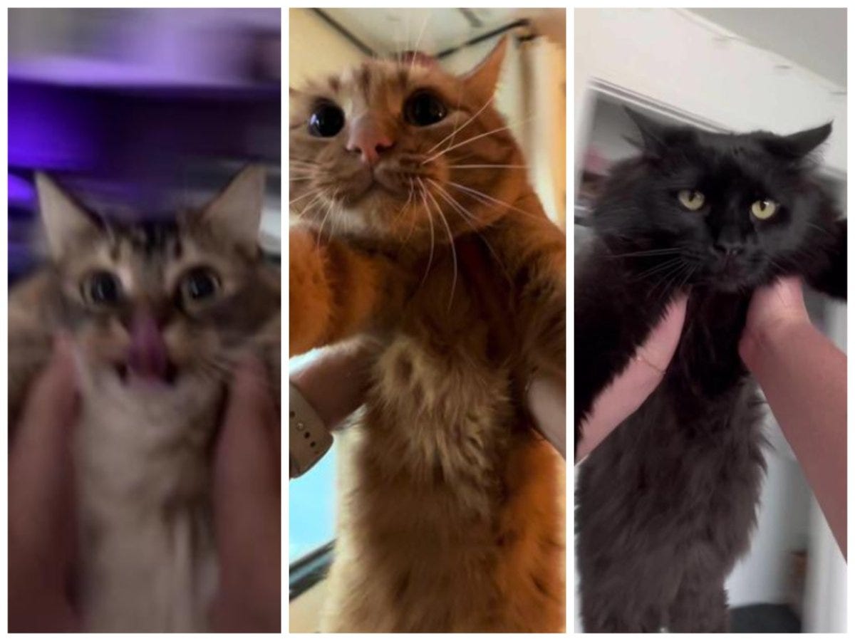 TikTok Cat Trends or Truth: Navigating the World of Cat Stereotypes ...