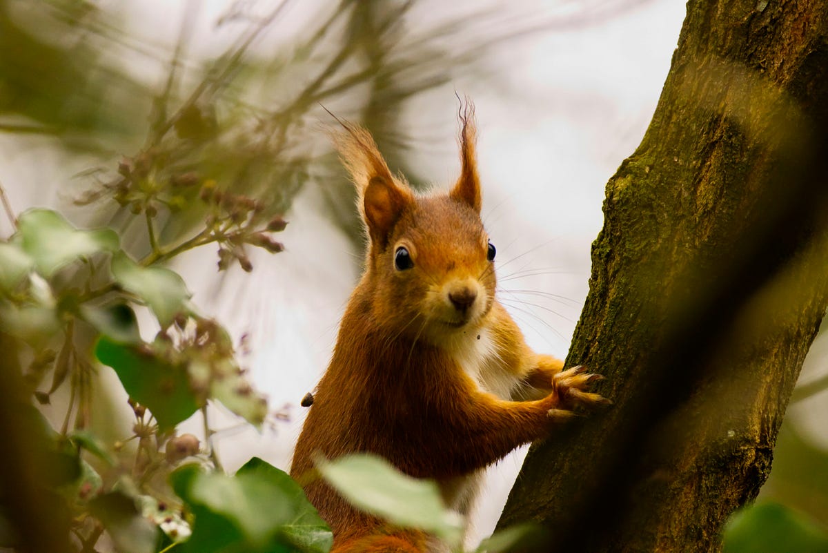 How to Work From Home With ADHD. Or, Squirrel! | by Phil in the Blanks ...