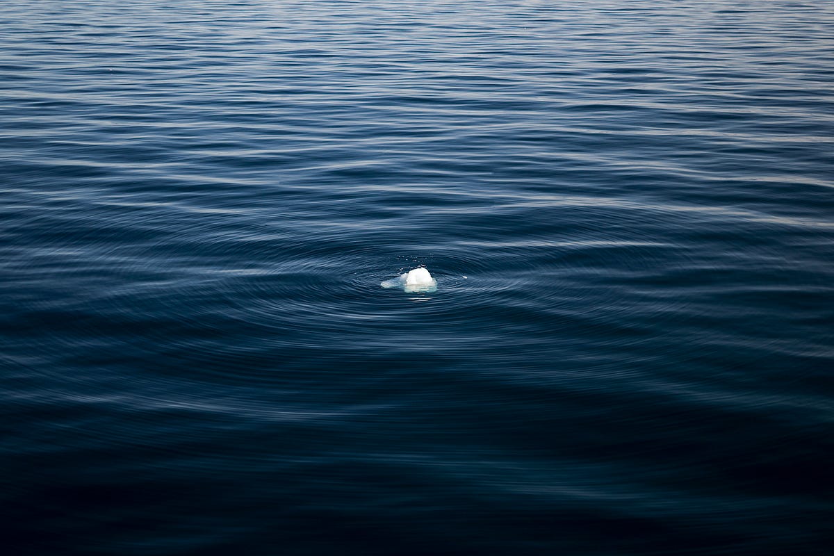 Iceberg’s Poetry Makes History. is a nice-sounding headline | by Wolf ...