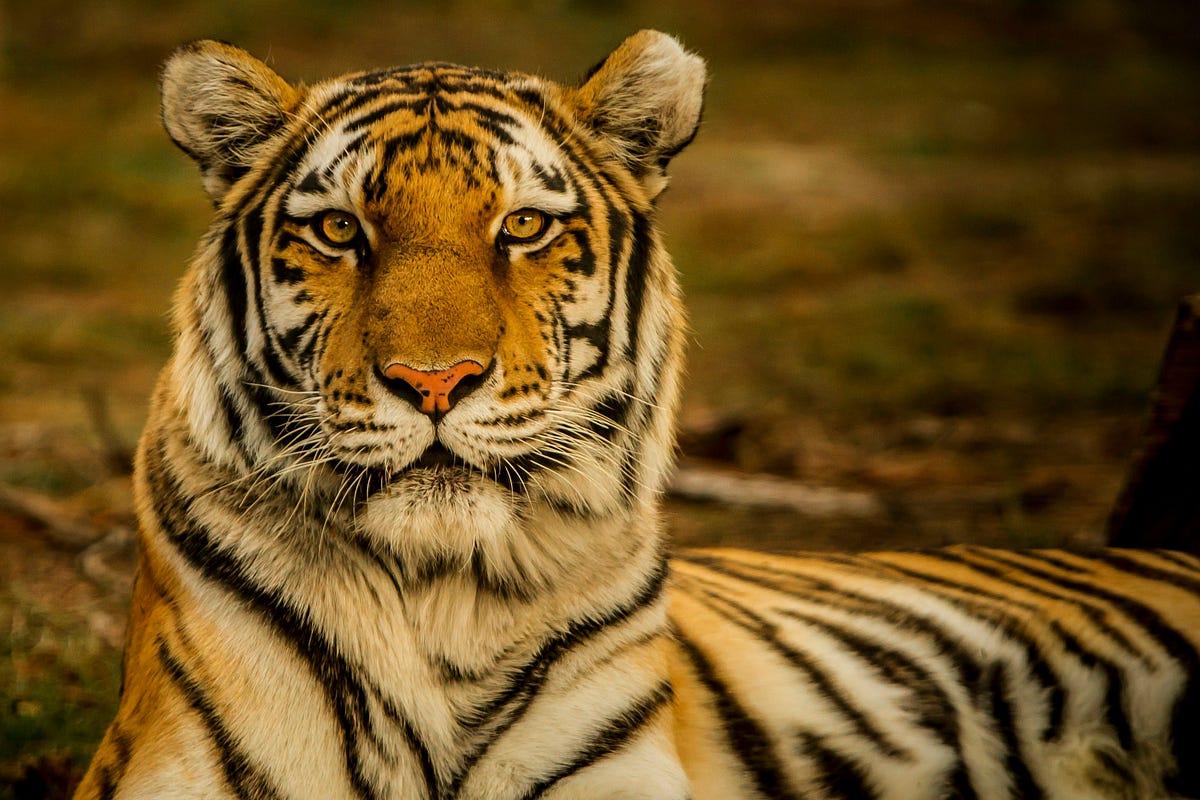 How India Nearly Lost Its Tigers | Medium