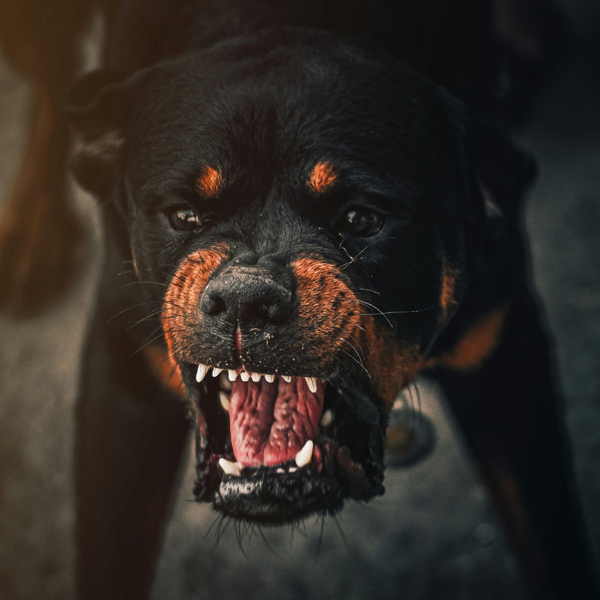 Got a Dog? Treats Cause Werewolf Syndrome — Warning | by Susie K 🐹 ...