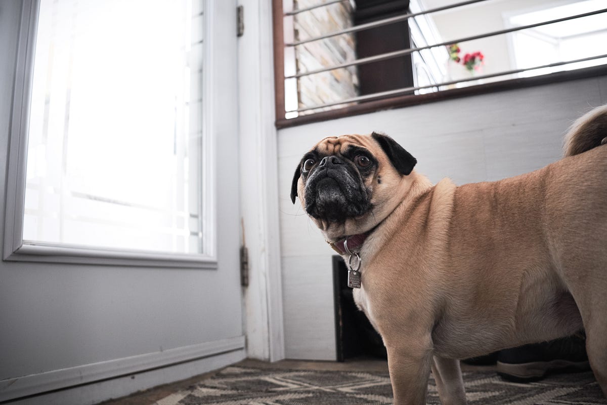 I Let My Dog Take Over My Nextdoor Postings | by CJ Sterling | Doctor ...