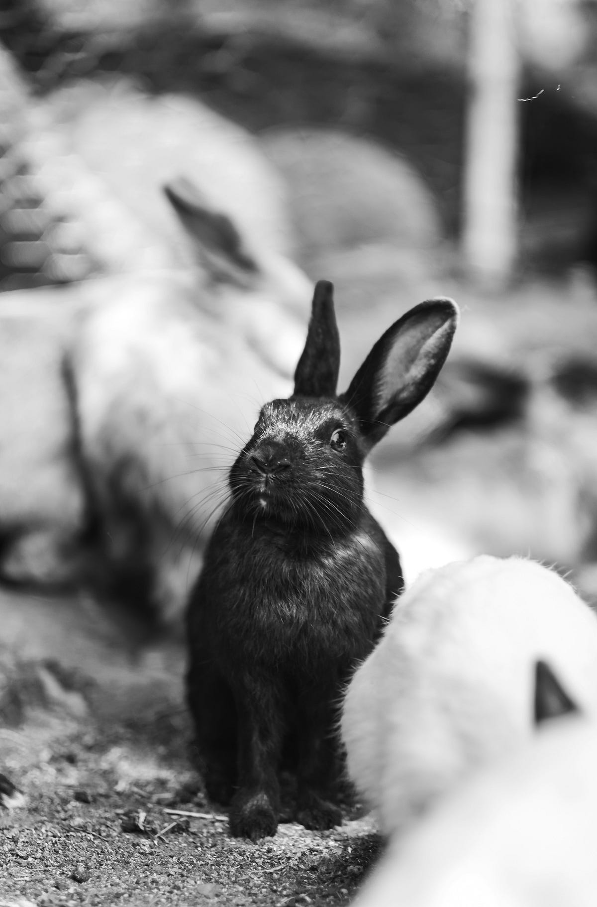 What is a conformist?. This article was first published as an… | by Kyle | Medium