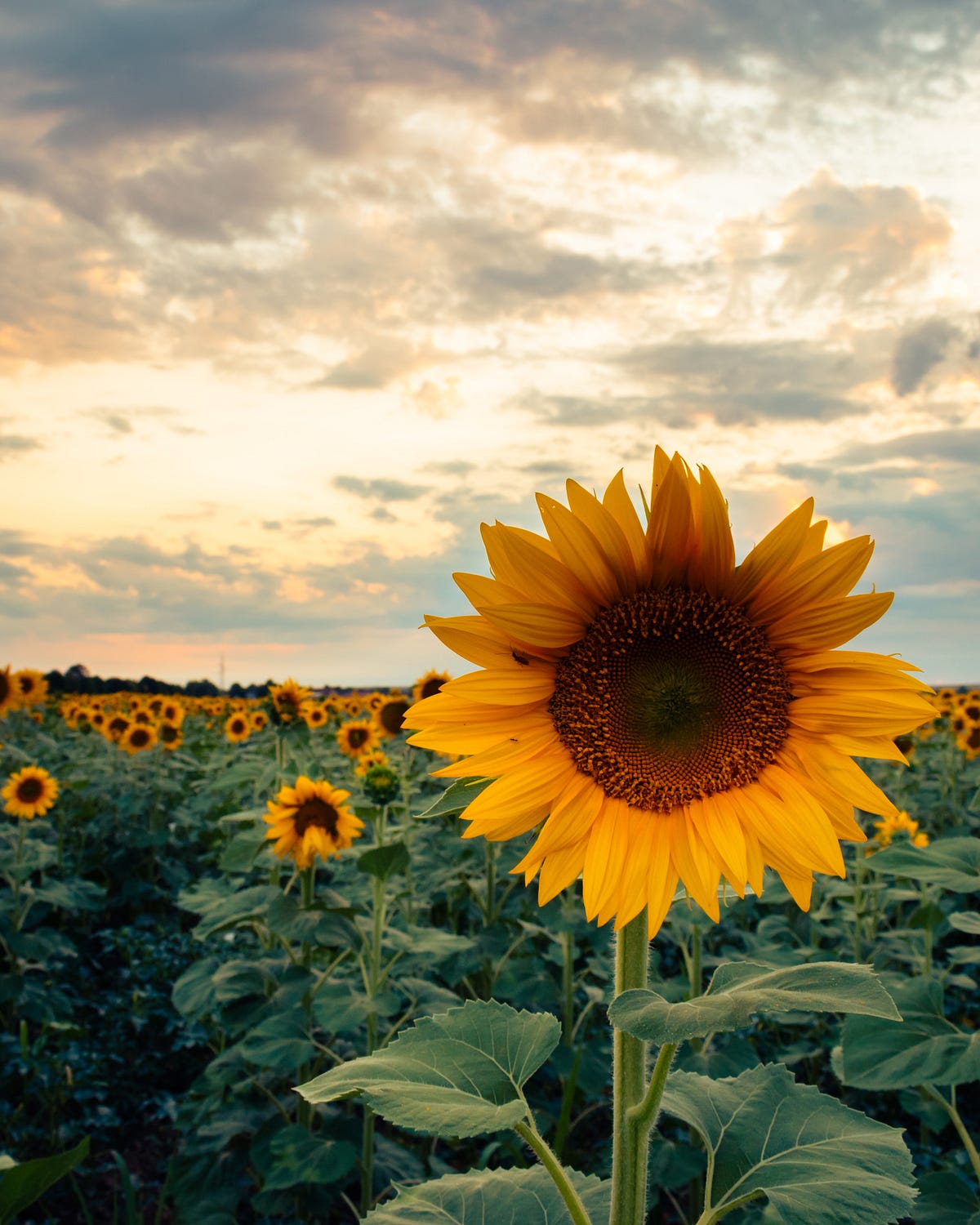 A Warm Reminder from Afar - D.TwentyPlusOne - Medium