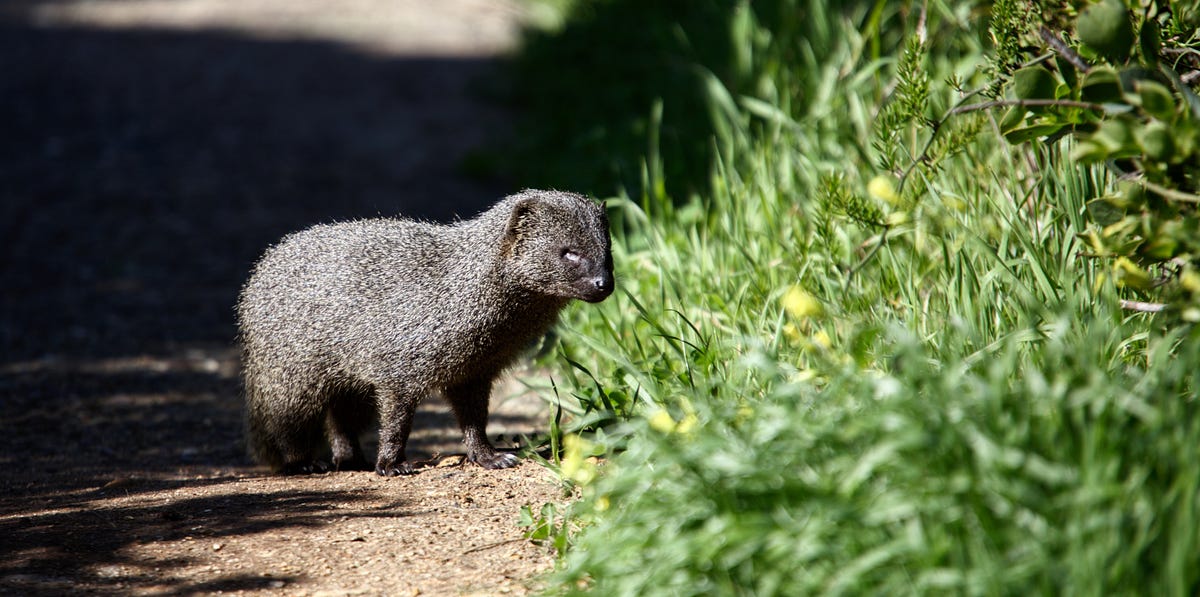 Methodical Mongoose Desiccated leaves delight in The licks of ...