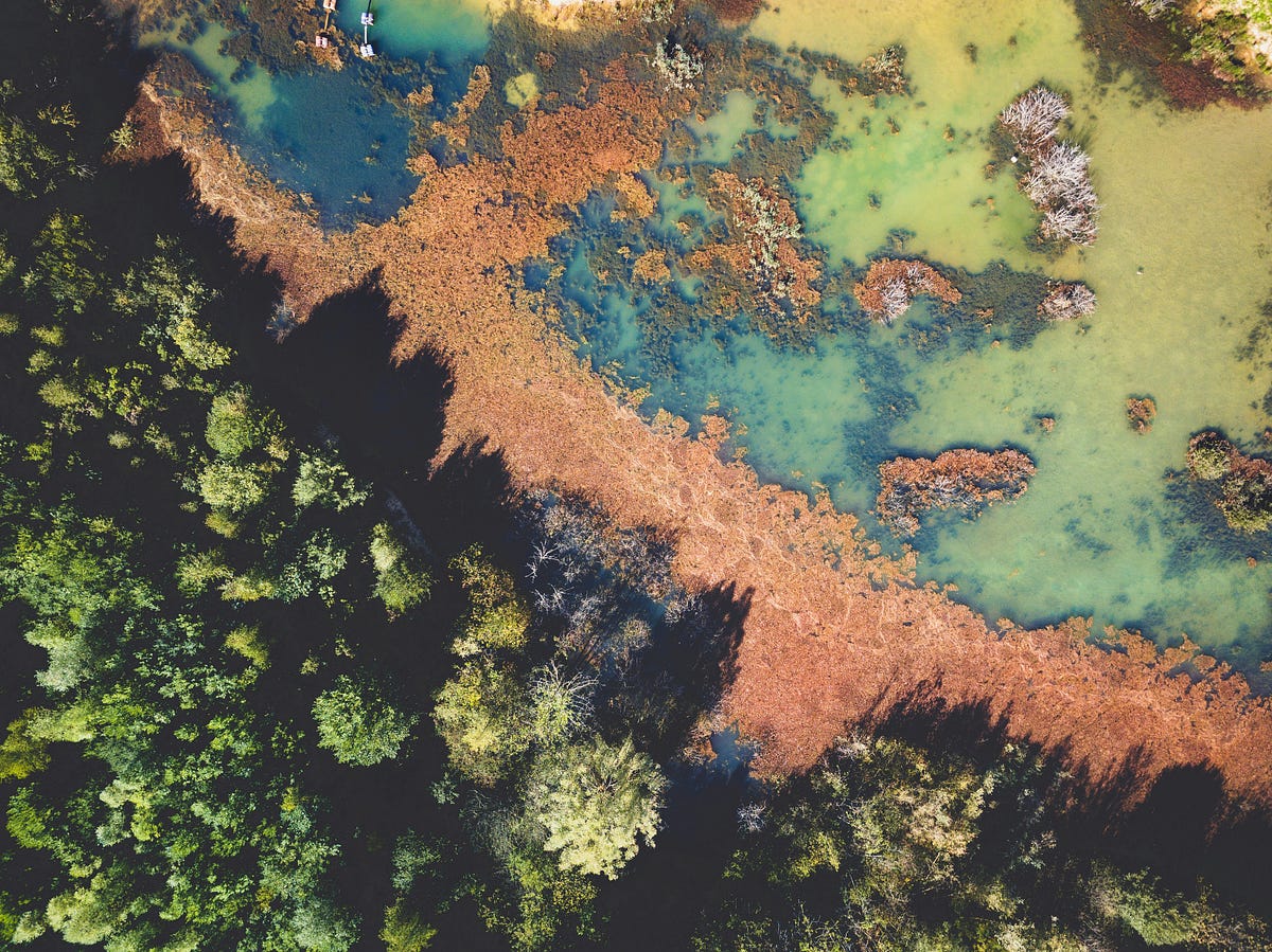 Are Humans an Invasive Species or Just Highly Evolved? | Southern Winds