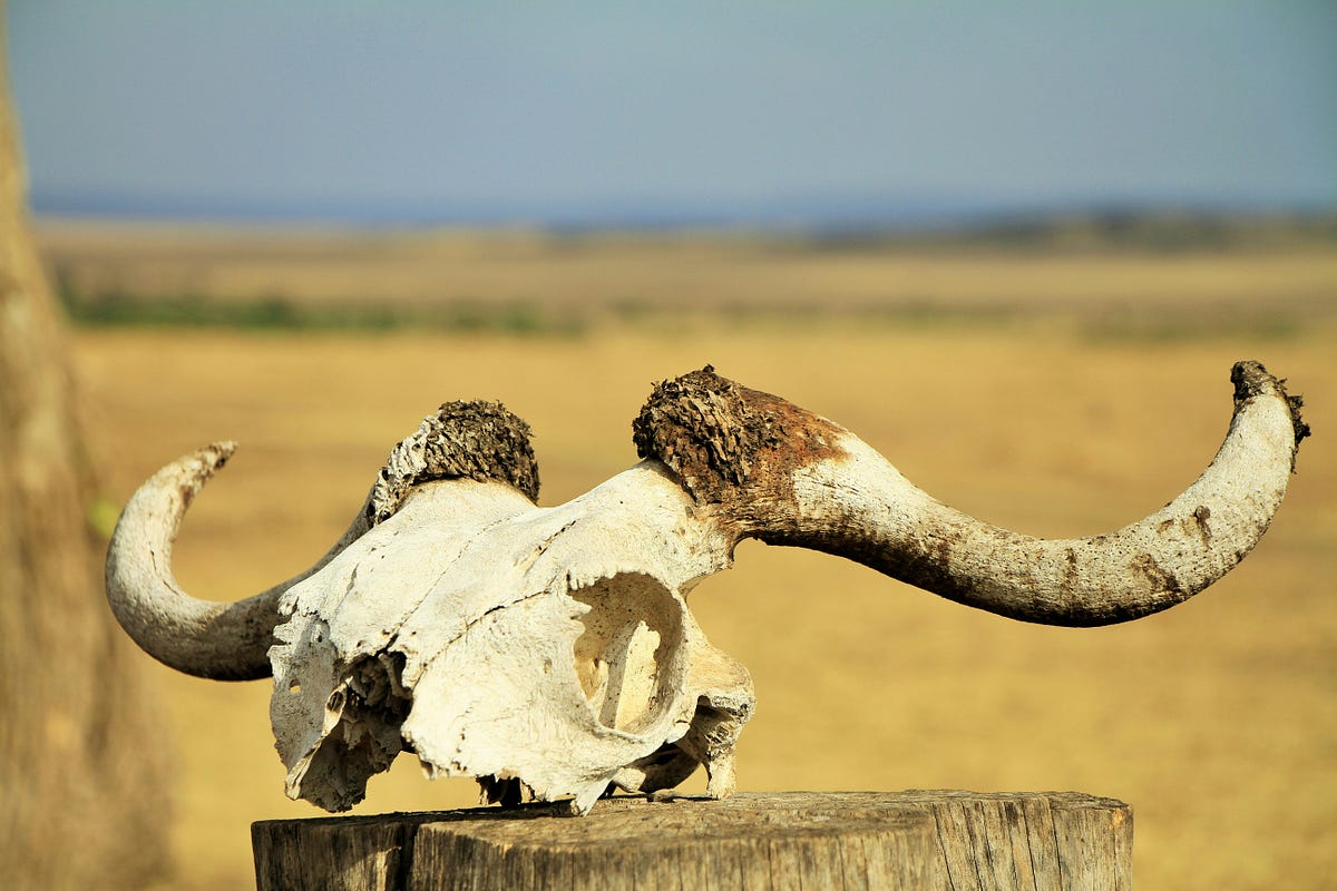 How to Revive Dry Bones: Ezekiel’s Method | by Nico Zwaneveld | The ...