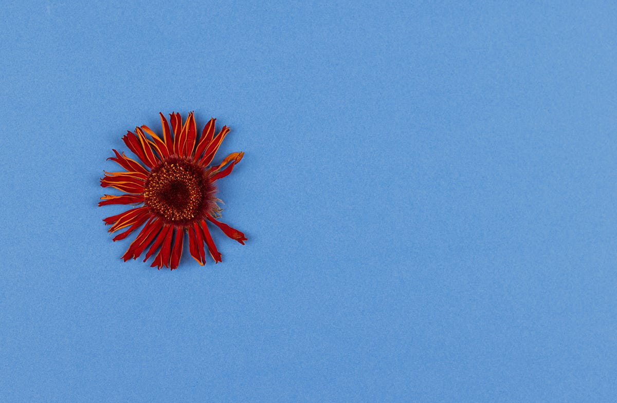 Pain(t)ed Sunflowers. I remain seated From dawn to dawn | by Snehal Saju | Scuzzbucket | Medium