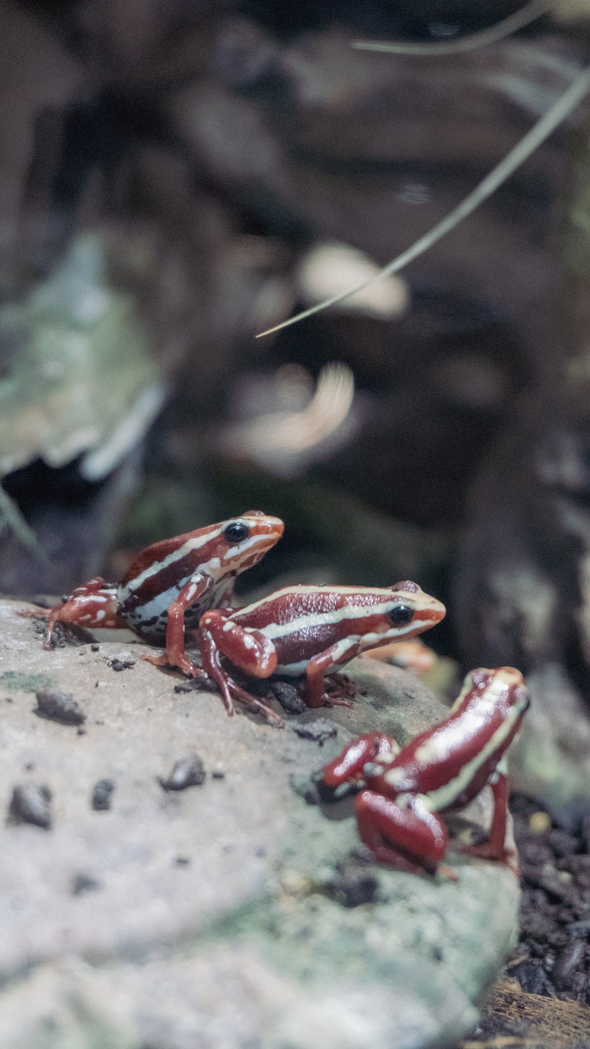 The Whispers Of Fancy Frog Forest | by Kelly Corinne Elliott | Fiction ...