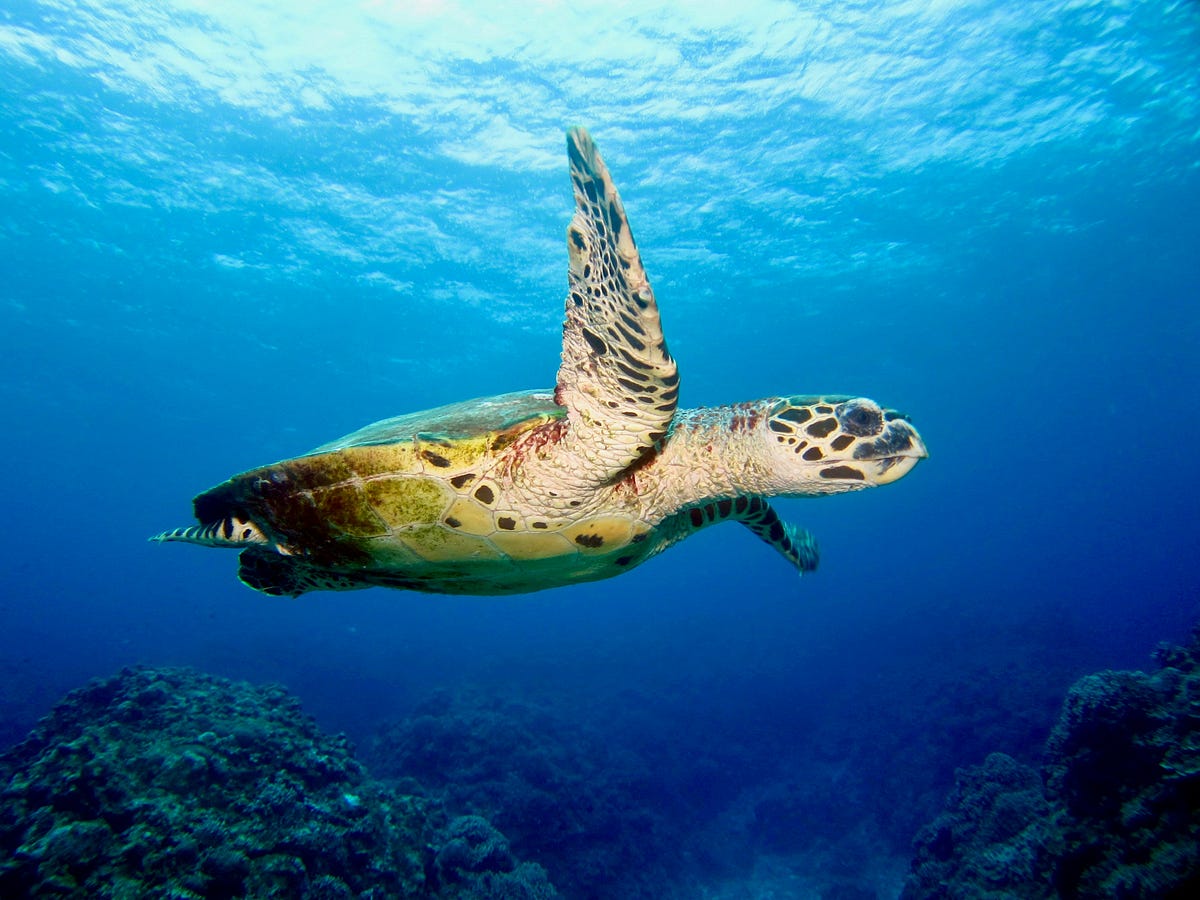Sea Turtles Character. What is your spirit animal? | by ...