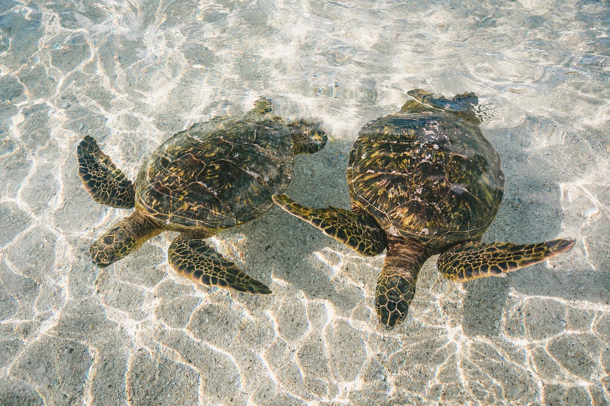 The Scratched Neck of a Sea Turtle | by Lan Feng | Medium