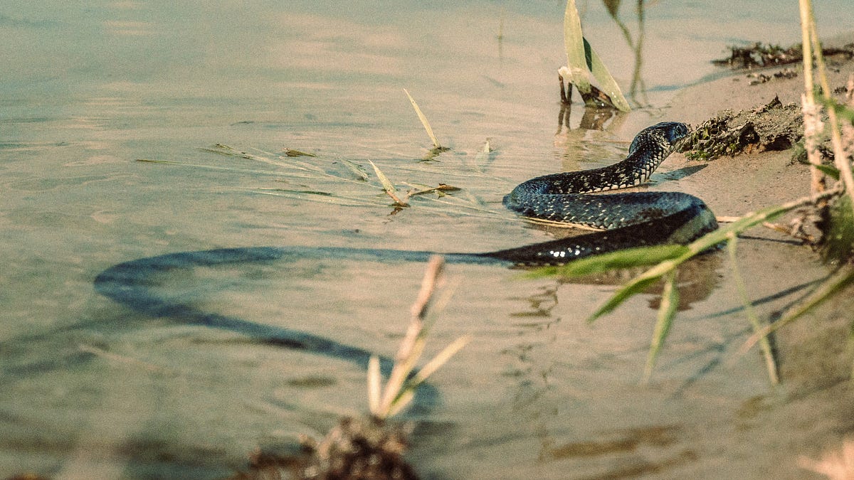 played - Christopher Winters - Medium
