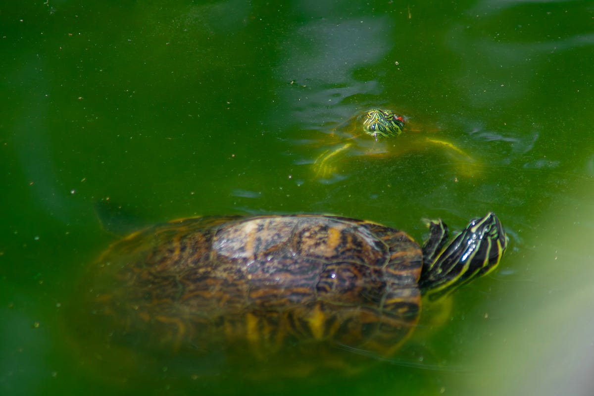 When My Pet Red-Eared Slider Turtle Bit Me | by Muntaseer Rahman | Medium