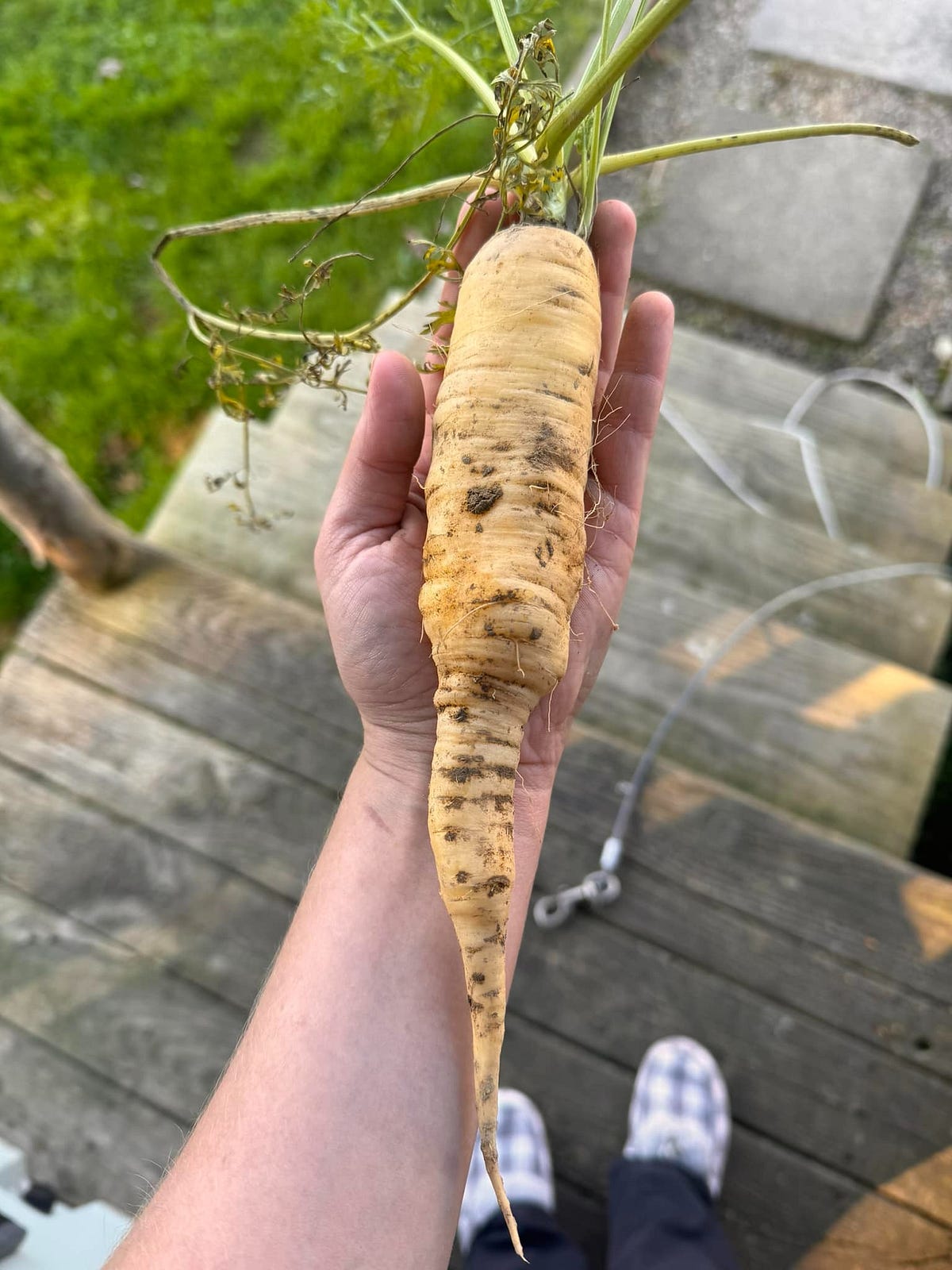 Parsnip Varieties: A Comprehensive Guide to Different Types | by Marcie ...
