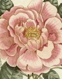 [PDF Download] John Derian Picture Book II — John Derian | by Roy ...