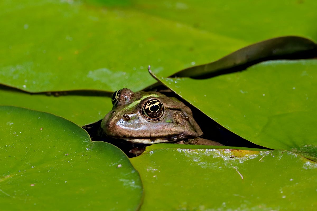 Eating Frogs to Extinction. The French are famous for eating frog… | by ...