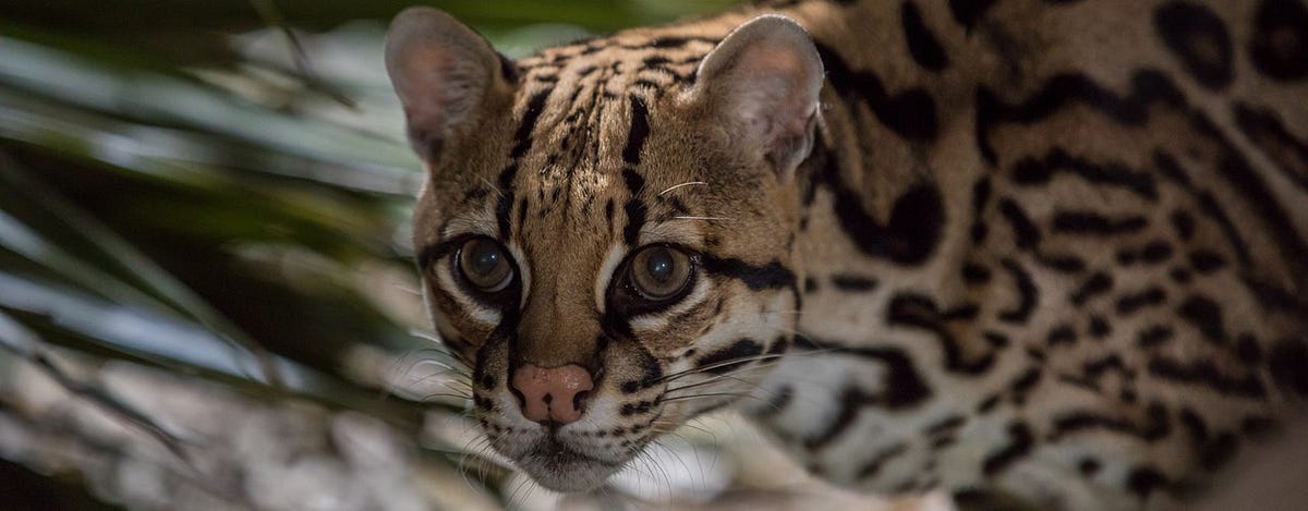Service Seeks Public Input on Plan to Expand Ocelot Range in South ...