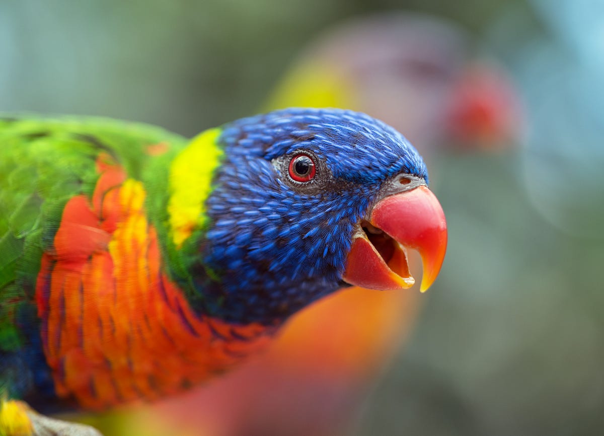 Disproving the Exploding Birds Myth | Sam Westreich | Sharing Science