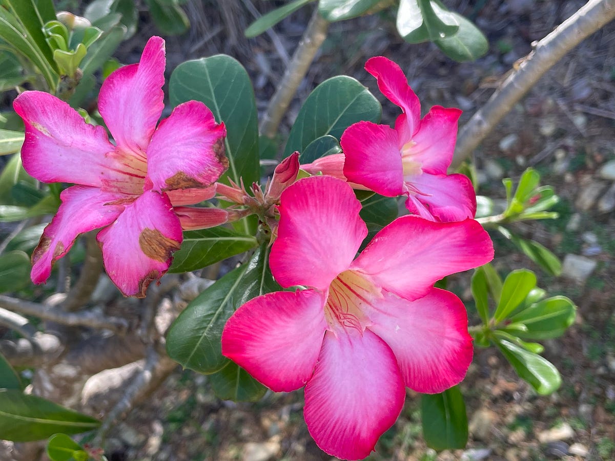 Flora and Fauna of St. Thomas, USVI | by Carol Labuzzetta, MS | Weeds ...