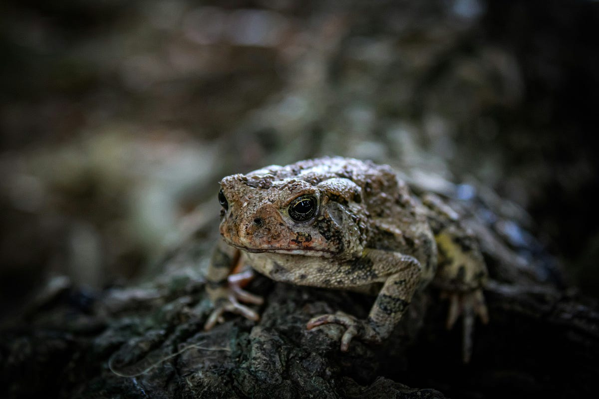 The Spiritual Significance of Toads: A Closer Look at Their Symbolism ...