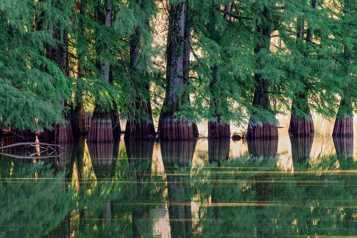 Discover the Symbolism of the Louisiana State Tree | by C. L. Beard ...