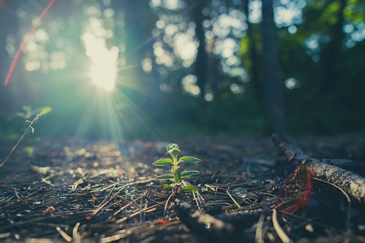 Quantization, Pruning, Distillation: What Do These Buzzwords in Large ...