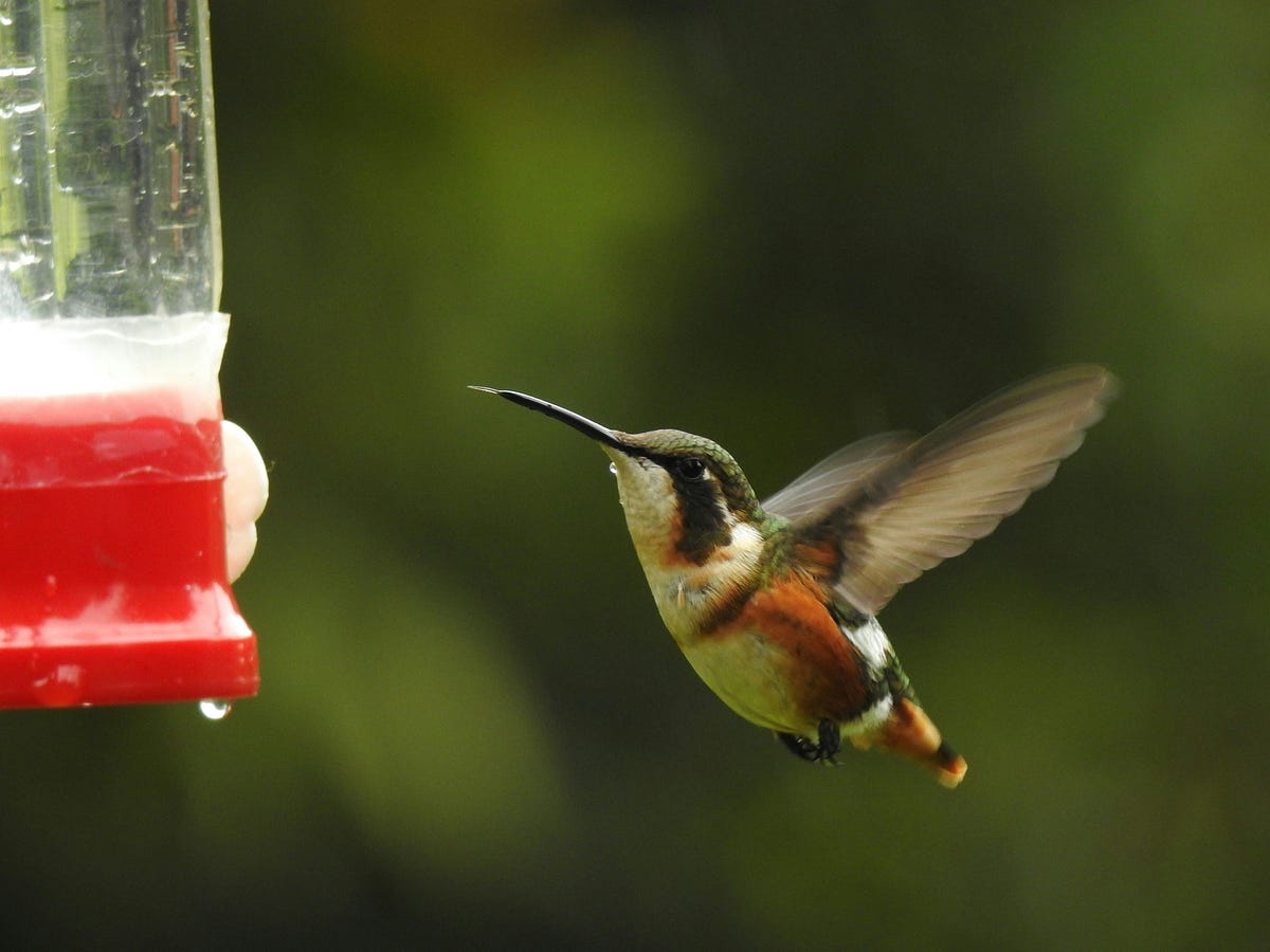 Hummingbirds Make Me Smile. The Acrobatic Pollinators of North… | by ...