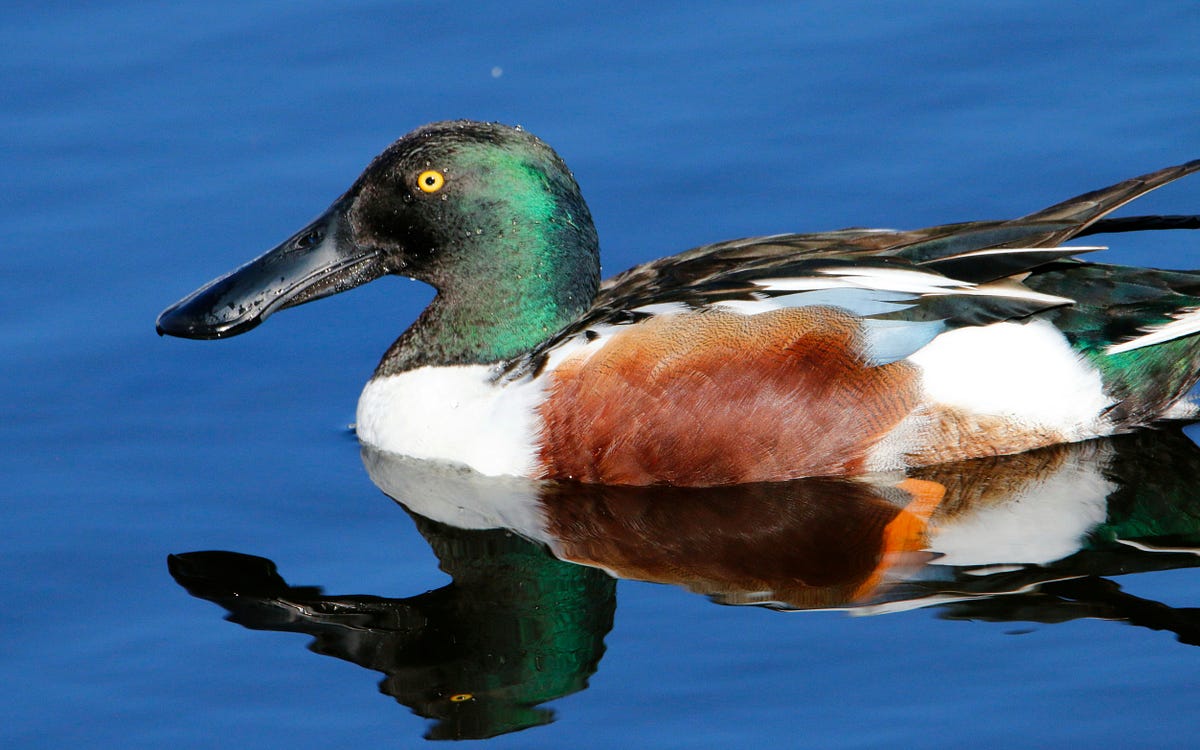 Ducks Going Round and Round. Just to find some food in the water | by ...