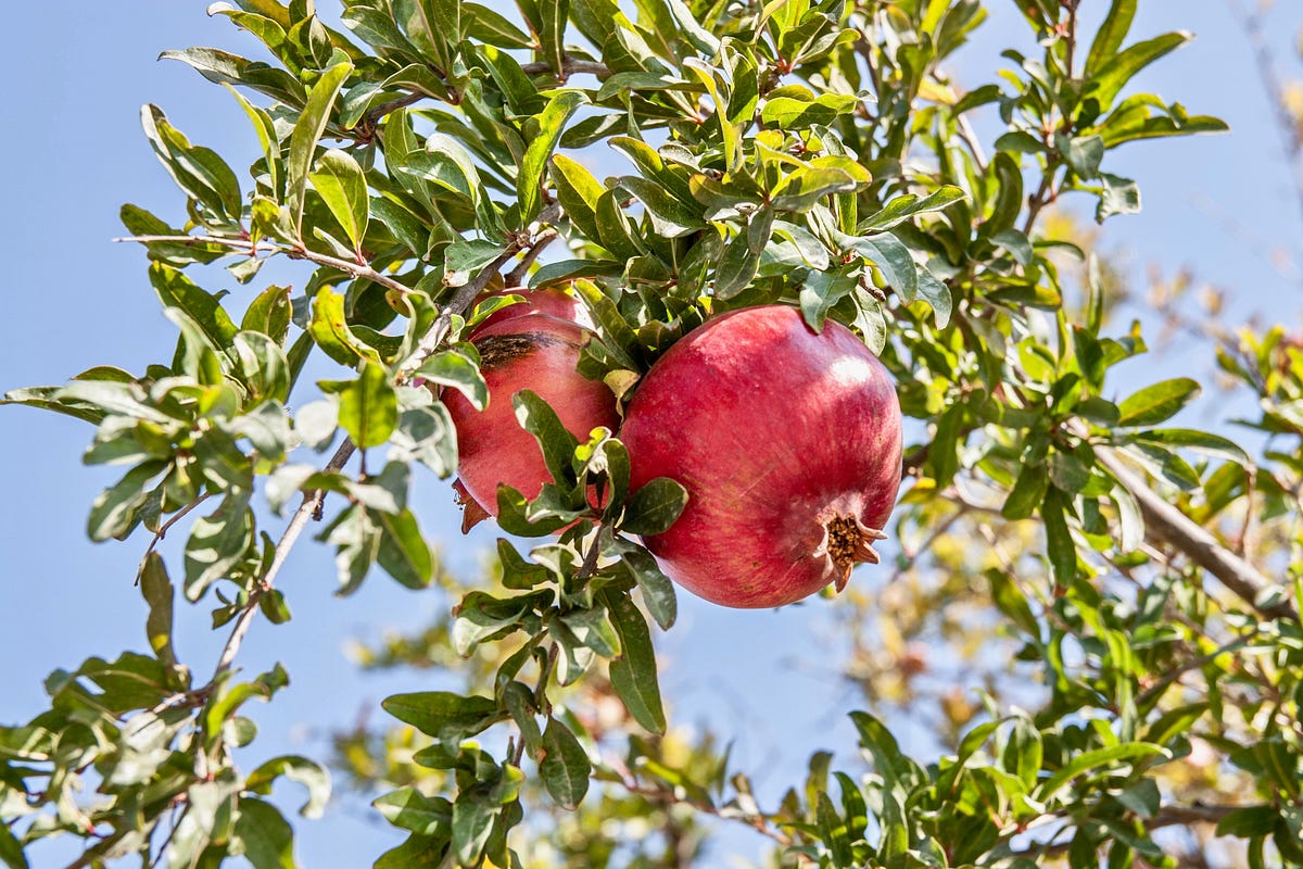 Cracking the Pomegranate Code: Unveiling the Hidden Health Marvels ...