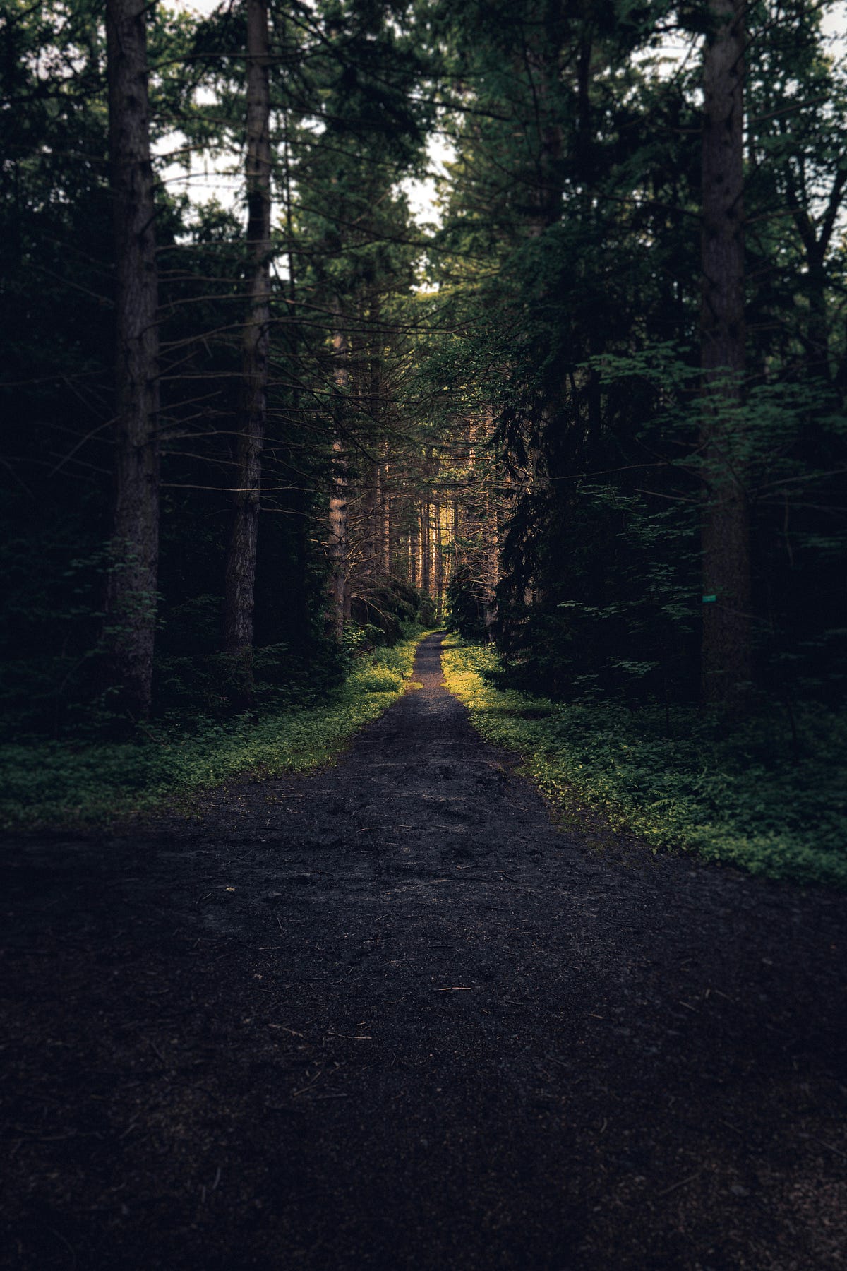 Unveiling the Dark Forest: Understanding the Terrifying Logic of Cosmic ...