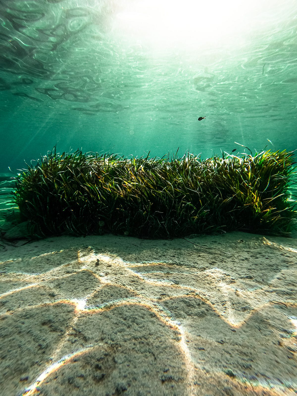 May I Be Like Seaweed. Your words of affirmation to say aloud… | by Kim ...