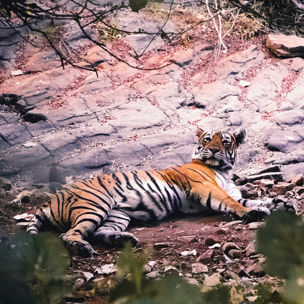 The Researcher’s Interview with Tiger | Medium