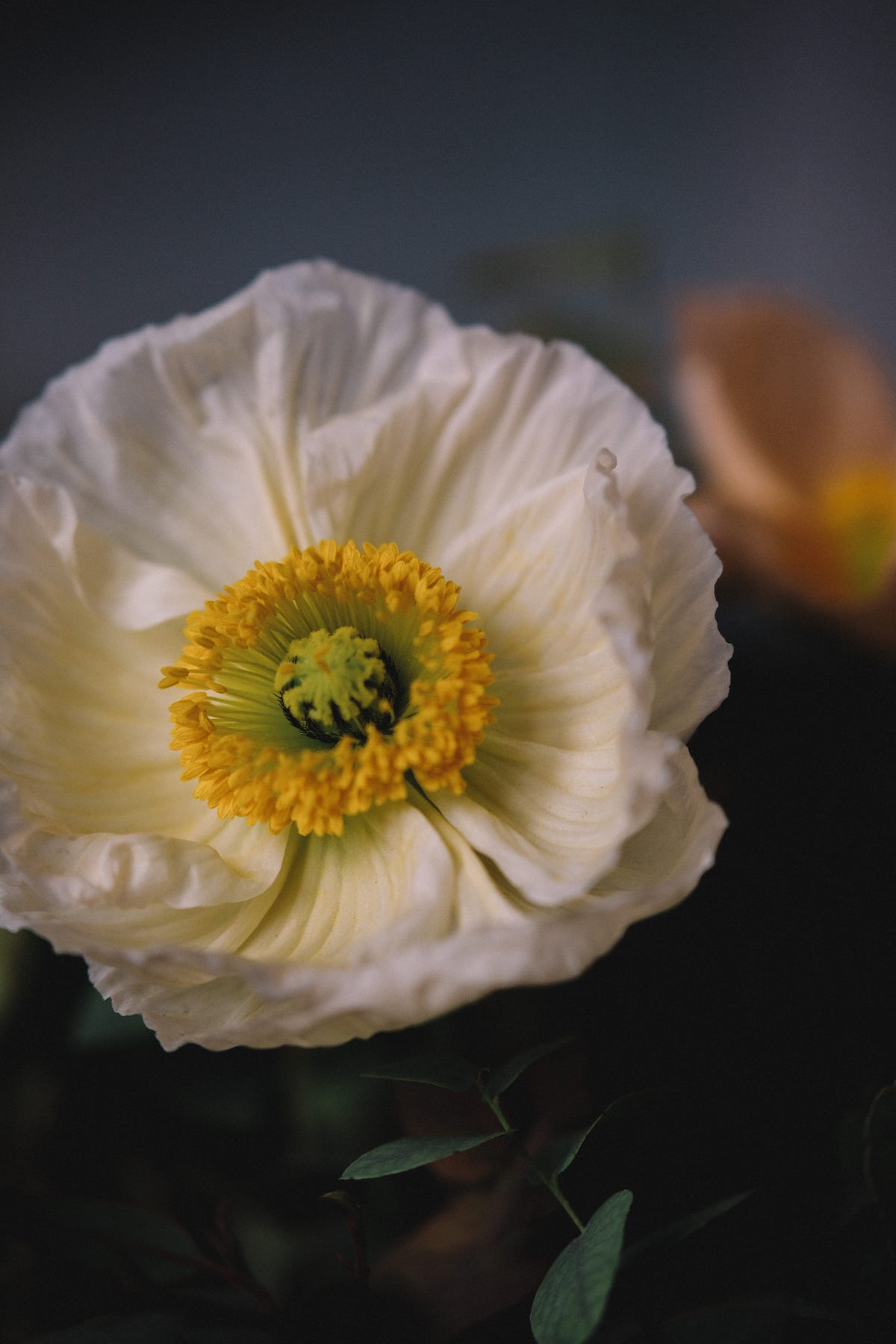 International Conscientious Objectors Day (15th May) | by Sadie ...