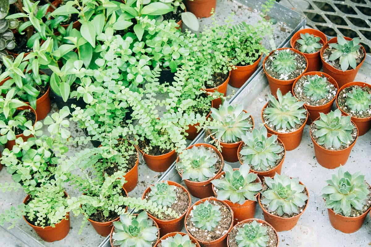 Plant Immunity: The sign language between plants and pathogens | by ...