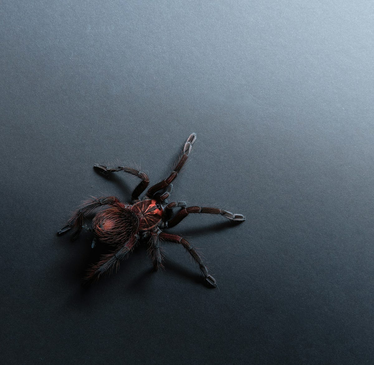 Can Tarantulas Growl? Demystifying Tarantula Sounds | by Aexsha ...