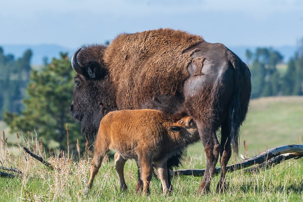 American Bison Calving Season in the Black Hills | by Randy Runtsch ...