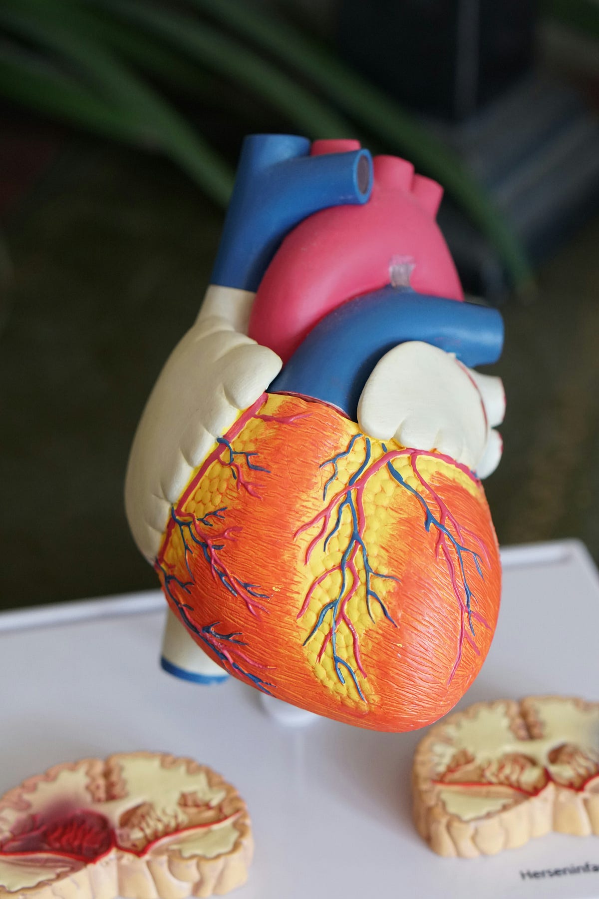Heart vs ego | by Ciprian Crisan | May, 2025 | Medium