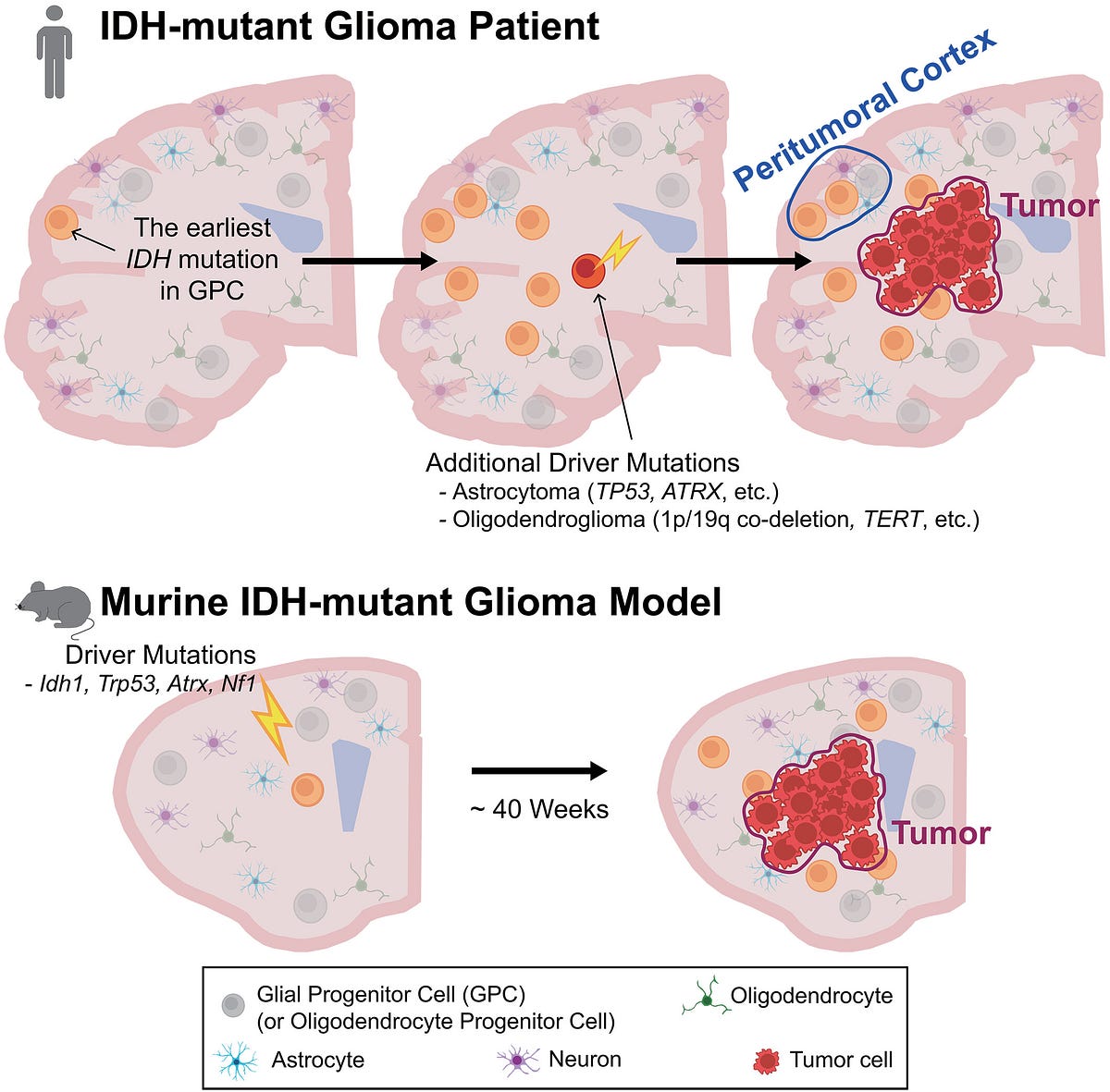 Decoding IDH-Mutant Gliomas: Origins, Biomarkers, and New Paths Forward ...