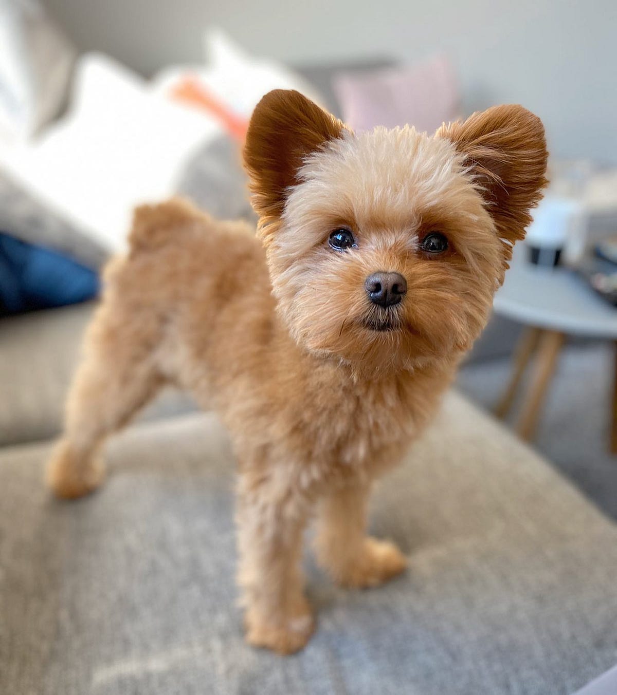 Spitzpoo | Mixed Breed Info, Pictures, Facts, FAQs & More | by Eliza Ayson | Medium