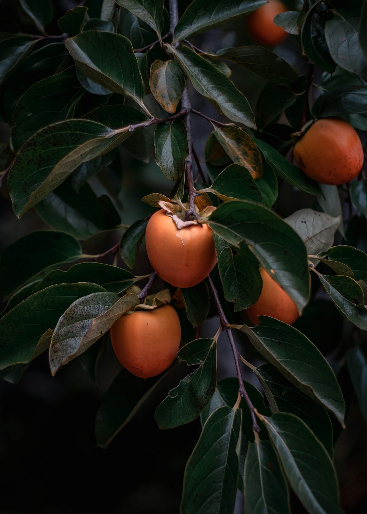 From their fruits you will know…Calling a spade a spade when it comes ...