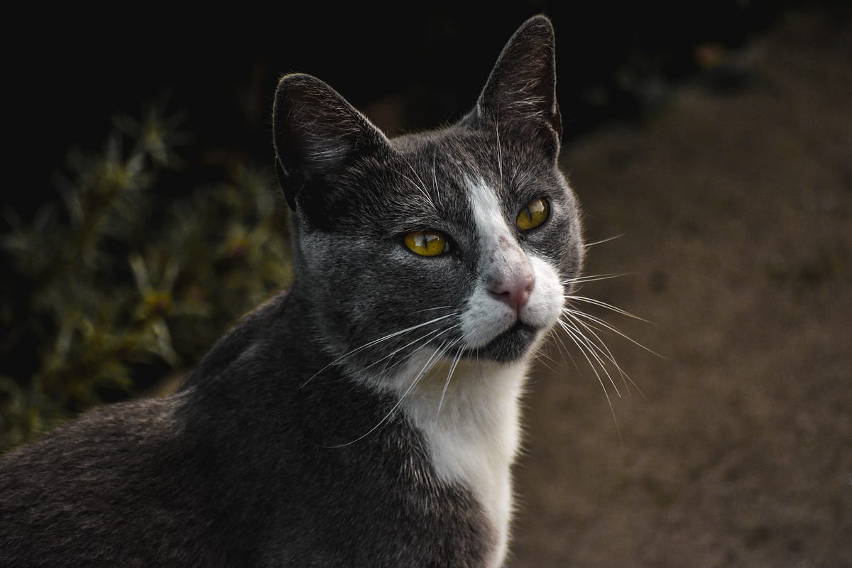 Ivan Skavinsky Skavar, Warrior Cat | by Jennifer Dunne | Catness | Medium