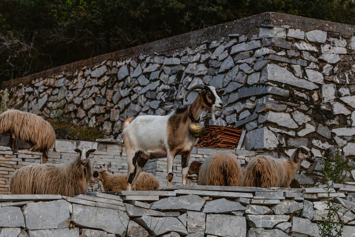 What Does the Enlightened Scapegoat Do? | by Lisa Martens | “Are you ...