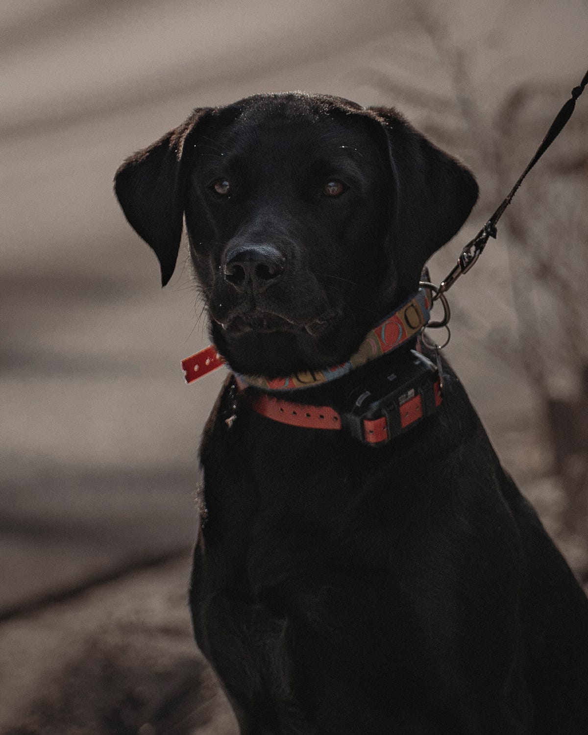 We Walk the Same Path Every Day - Colleen McManus Hein - Medium