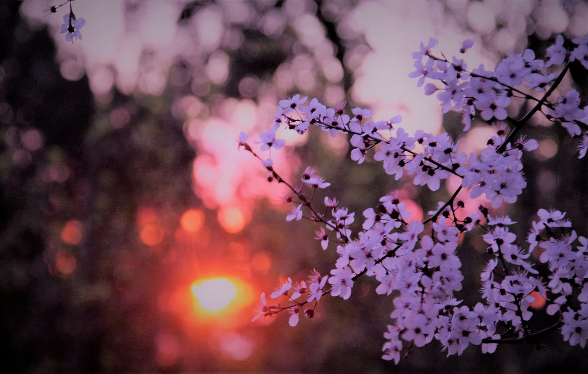 Petals of Joy and Strife. Shape your life | by Amy Christie | Backwater ...